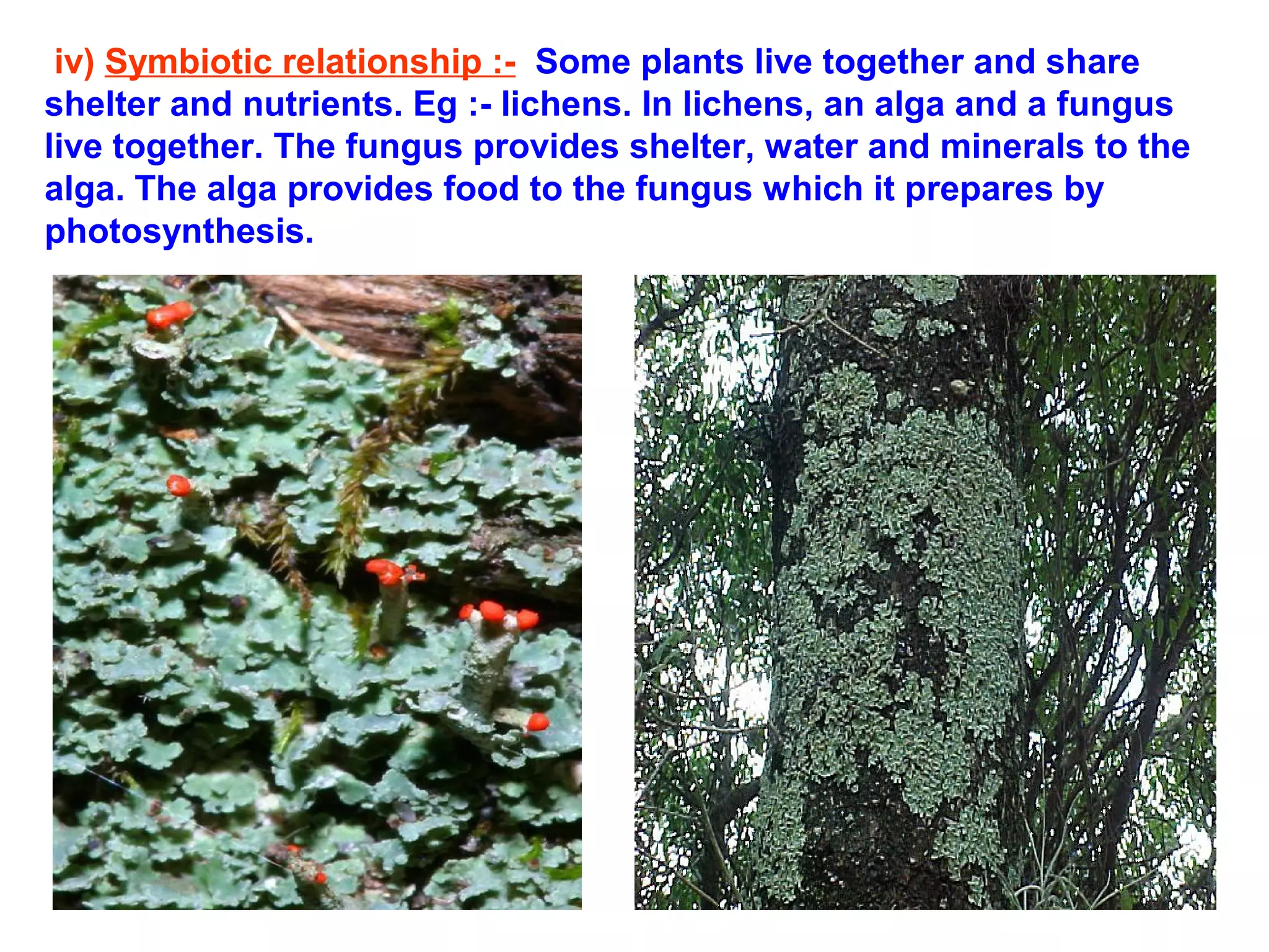 Nutrition in Plants | PPT