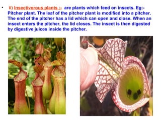 Nutrition in Plants | PPT
