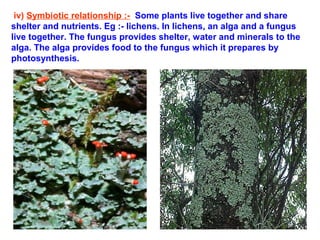 Nutrition in Plants | PPT