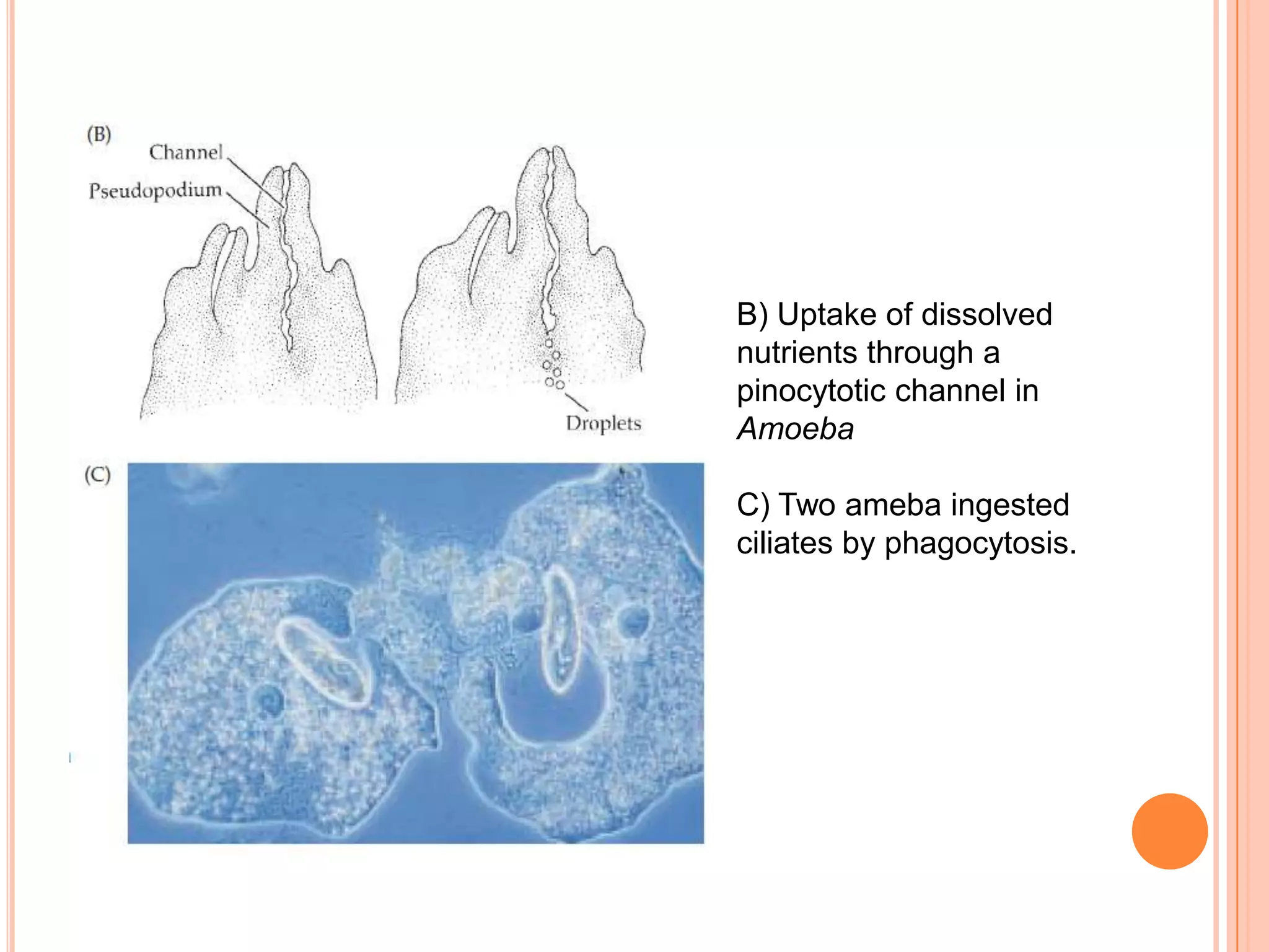 1 nutrition in protozoa | PPTX