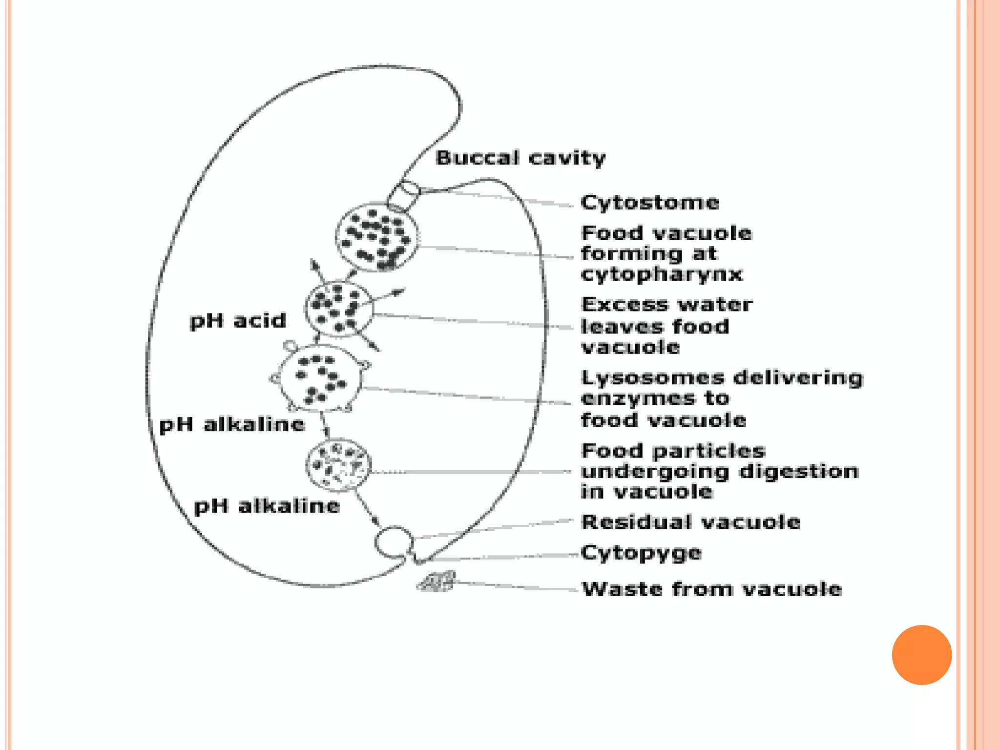 1 nutrition in protozoa | PPTX