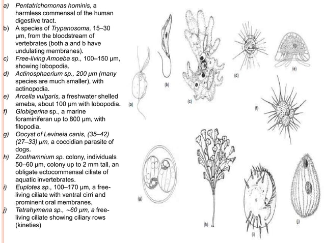 1 nutrition in protozoa | PPTX | Biological Sciences | Science