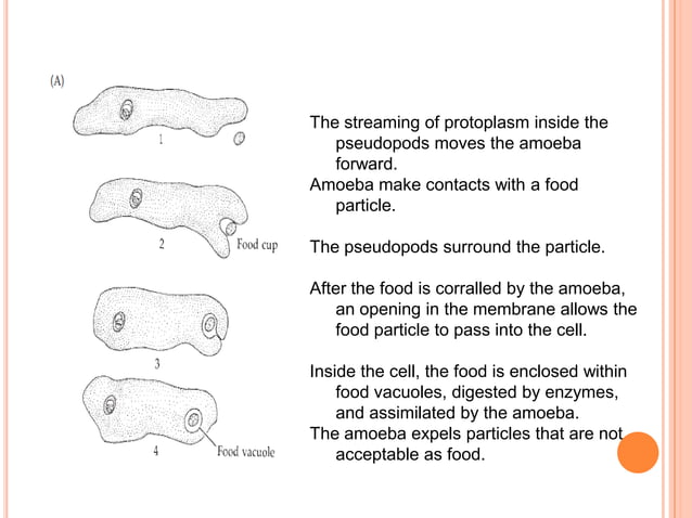 1 nutrition in protozoa | PPTX | Biological Sciences | Science