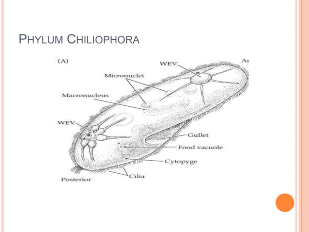 1 nutrition in protozoa | PPTX | Biological Sciences | Science