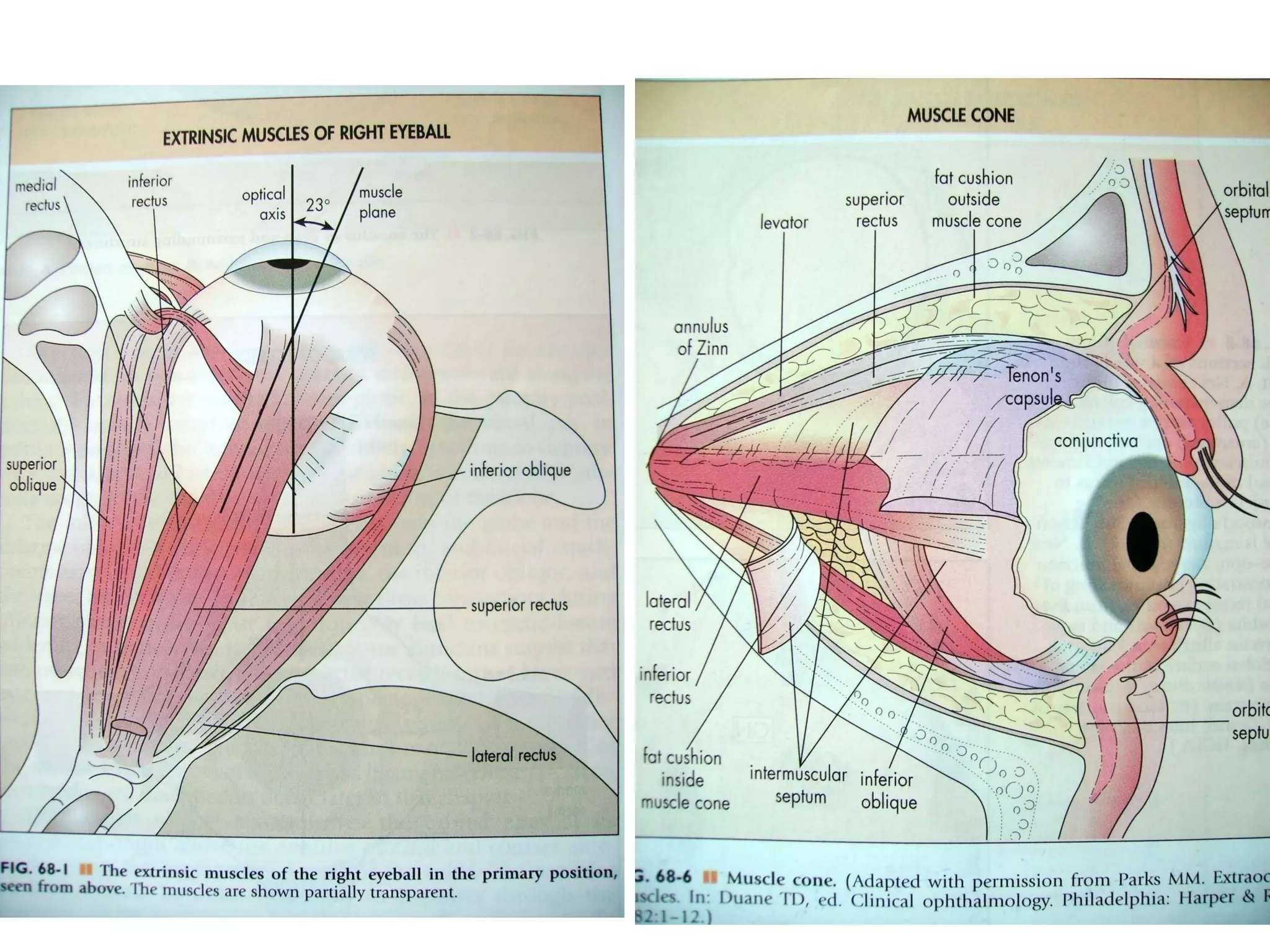 ocular motility an introduction 14.07.16 Prof.K.N. Jha | PDF | Eye and ...