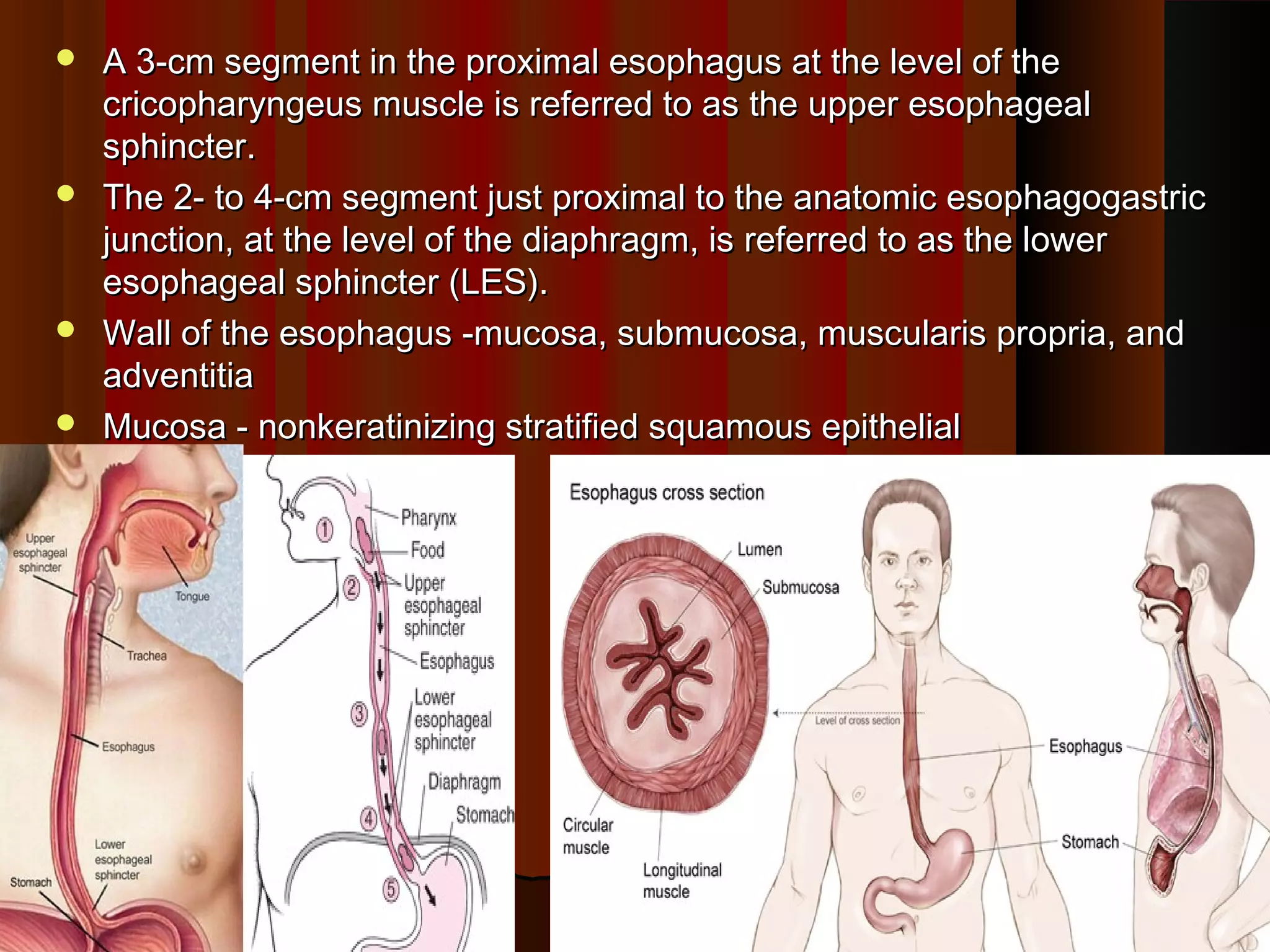 1oesophagus | PPT