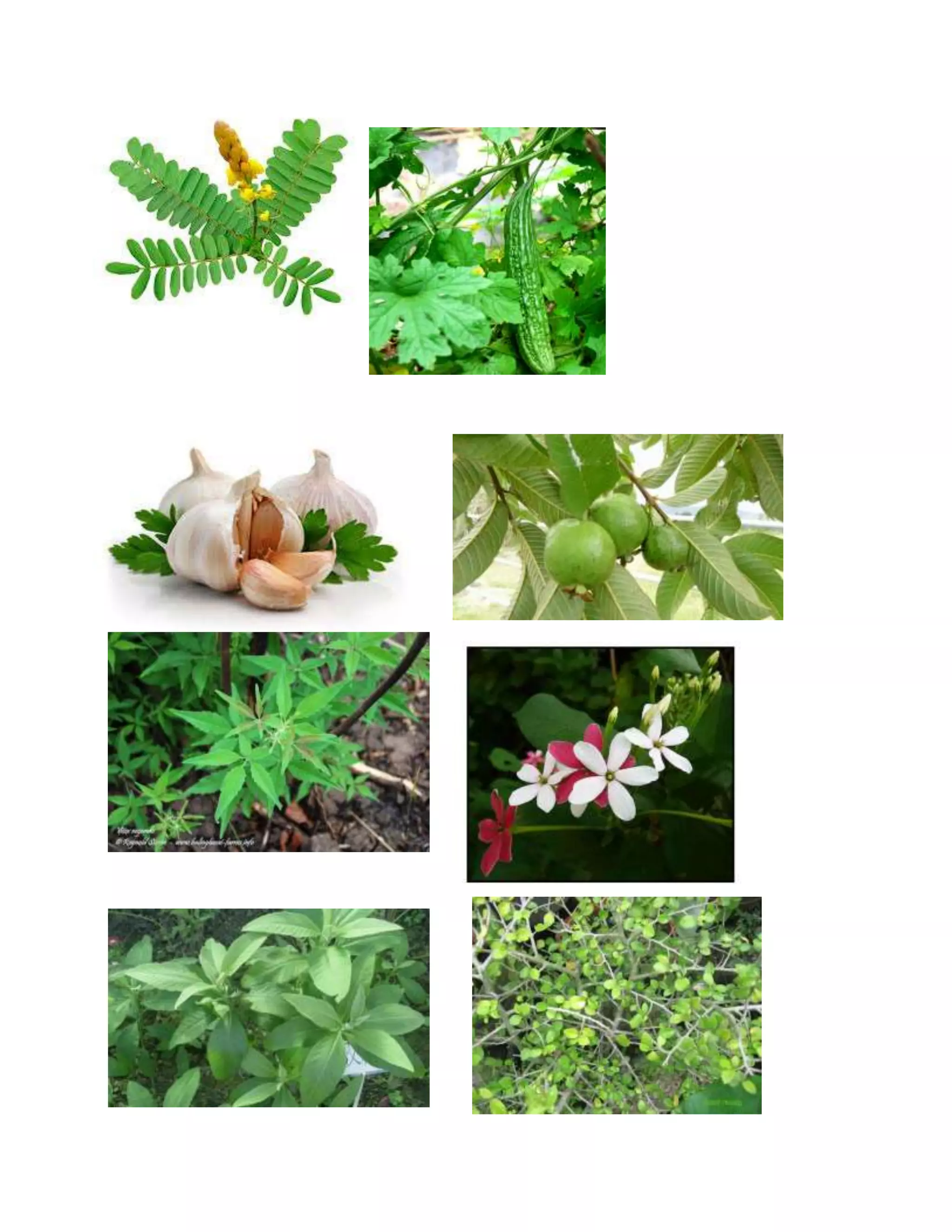10 halamang gamot | DOCX
