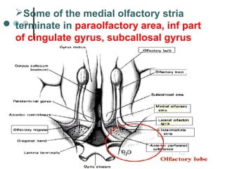 olfactory nerve | PPT