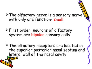 olfactory nerve | PPT