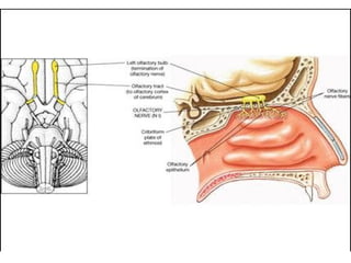 olfactory nerve | PPT