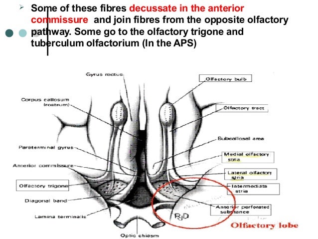 olfactory nerve