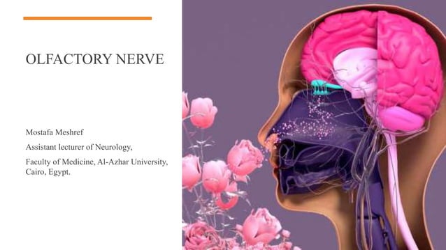 Cranial nerve (1): The Olfactory Nerve.pptx