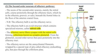 Cranial nerve (1): The Olfactory Nerve.pptx