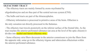 Cranial nerve (1): The Olfactory Nerve.pptx