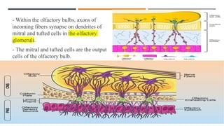 Cranial nerve (1): The Olfactory Nerve.pptx