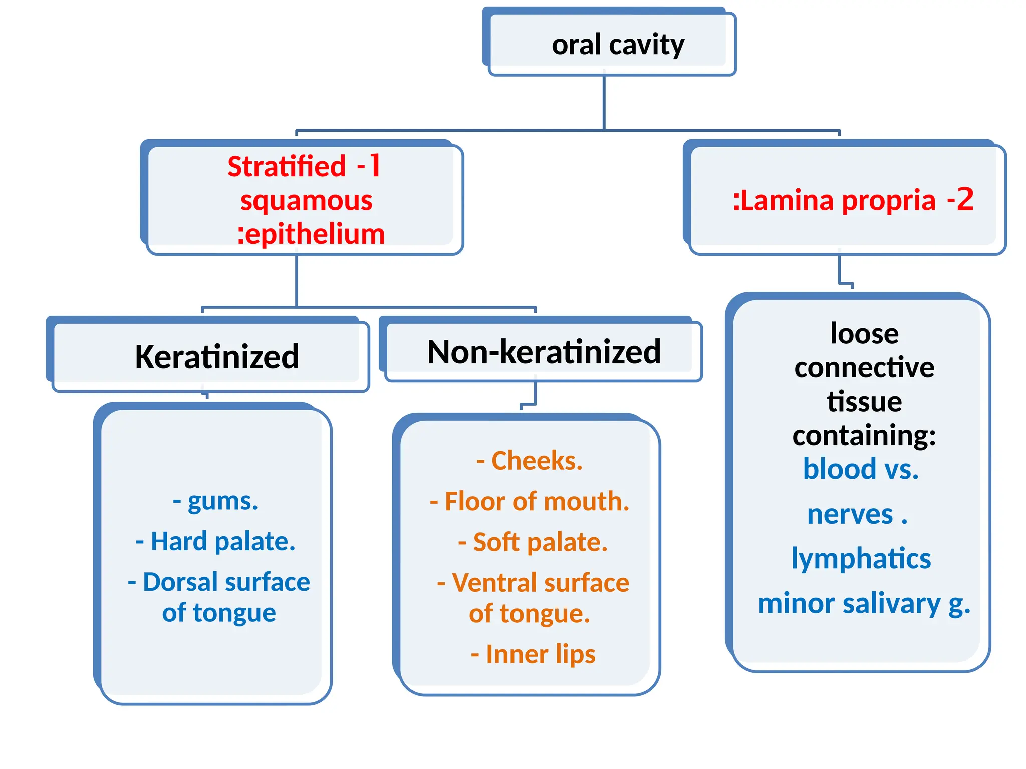 The histological structure of the oral cavity | PPTX