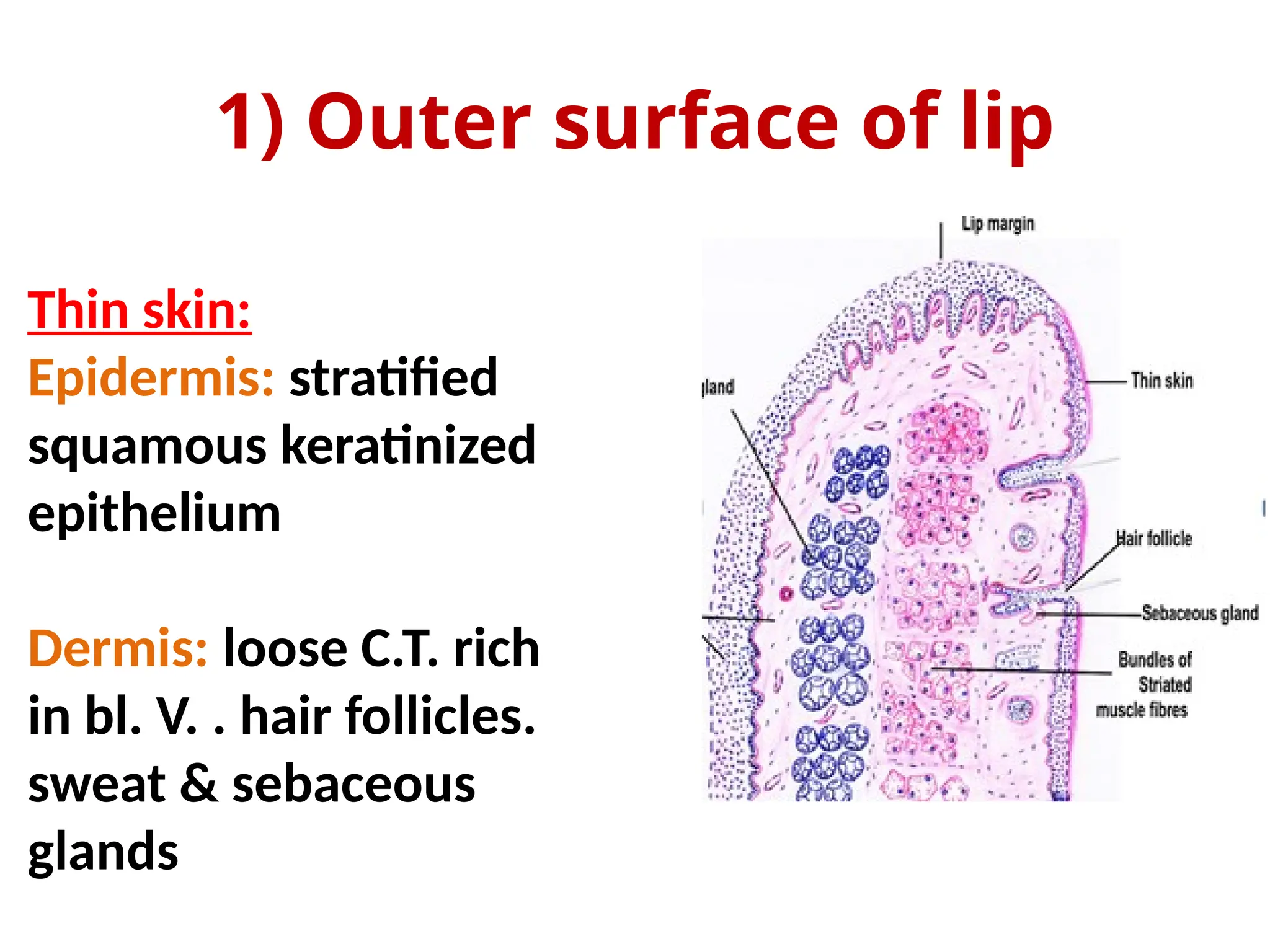 The histological structure of the oral cavity | PPTX
