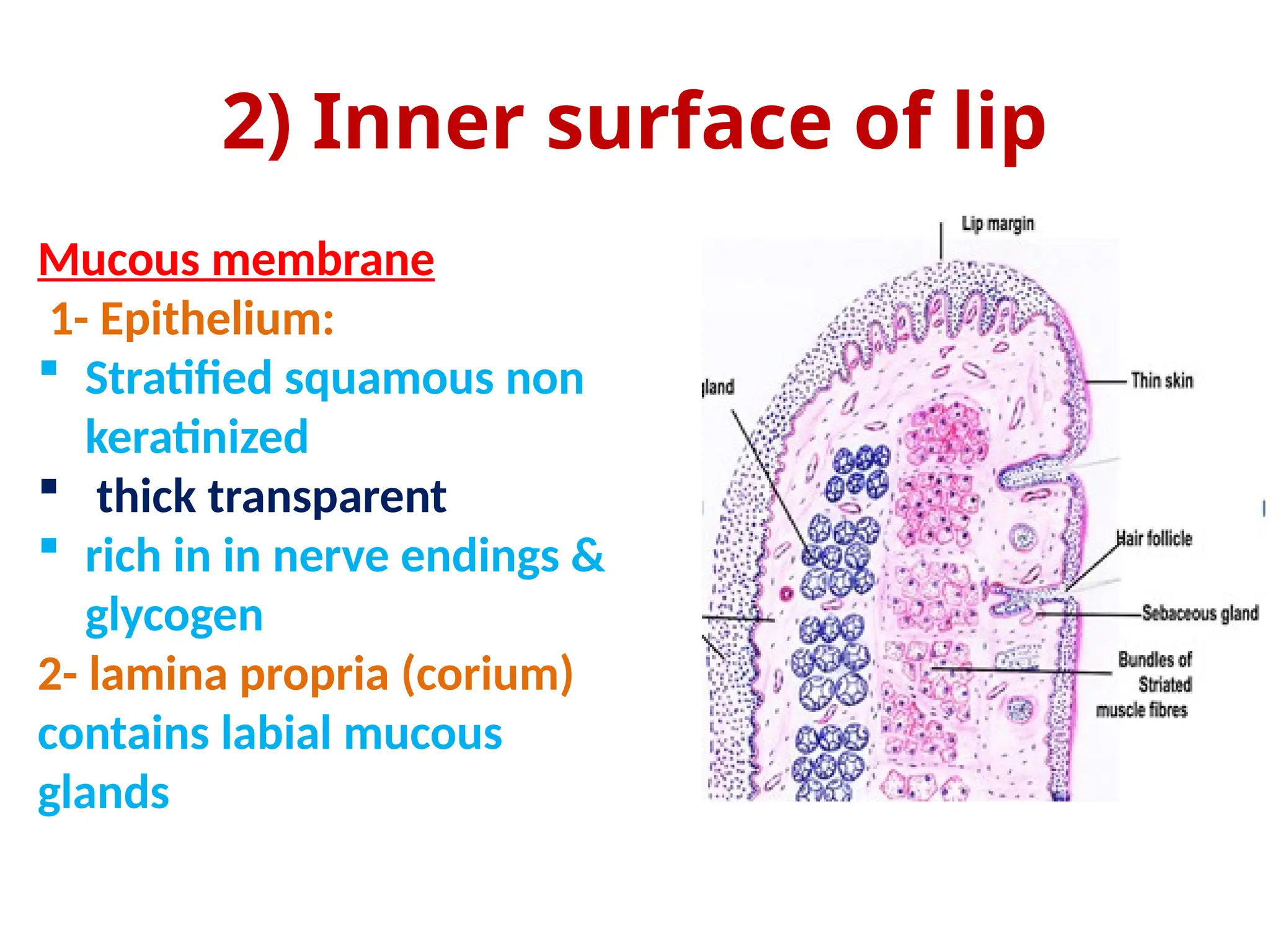 The histological structure of the oral cavity | PPTX