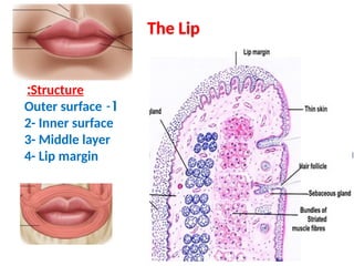 The histological structure of the oral cavity | PPTX