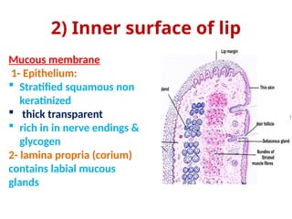 The histological structure of the oral cavity | PPTX
