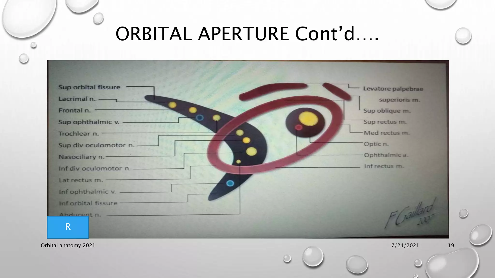 1 orbital anatomy | PPTX