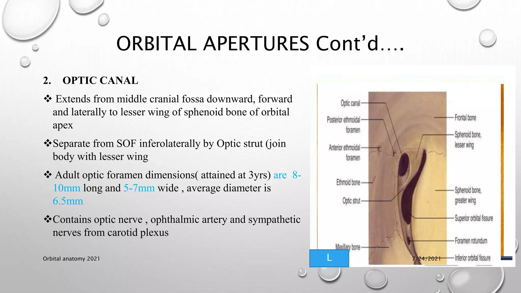 1 orbital anatomy | PPTX