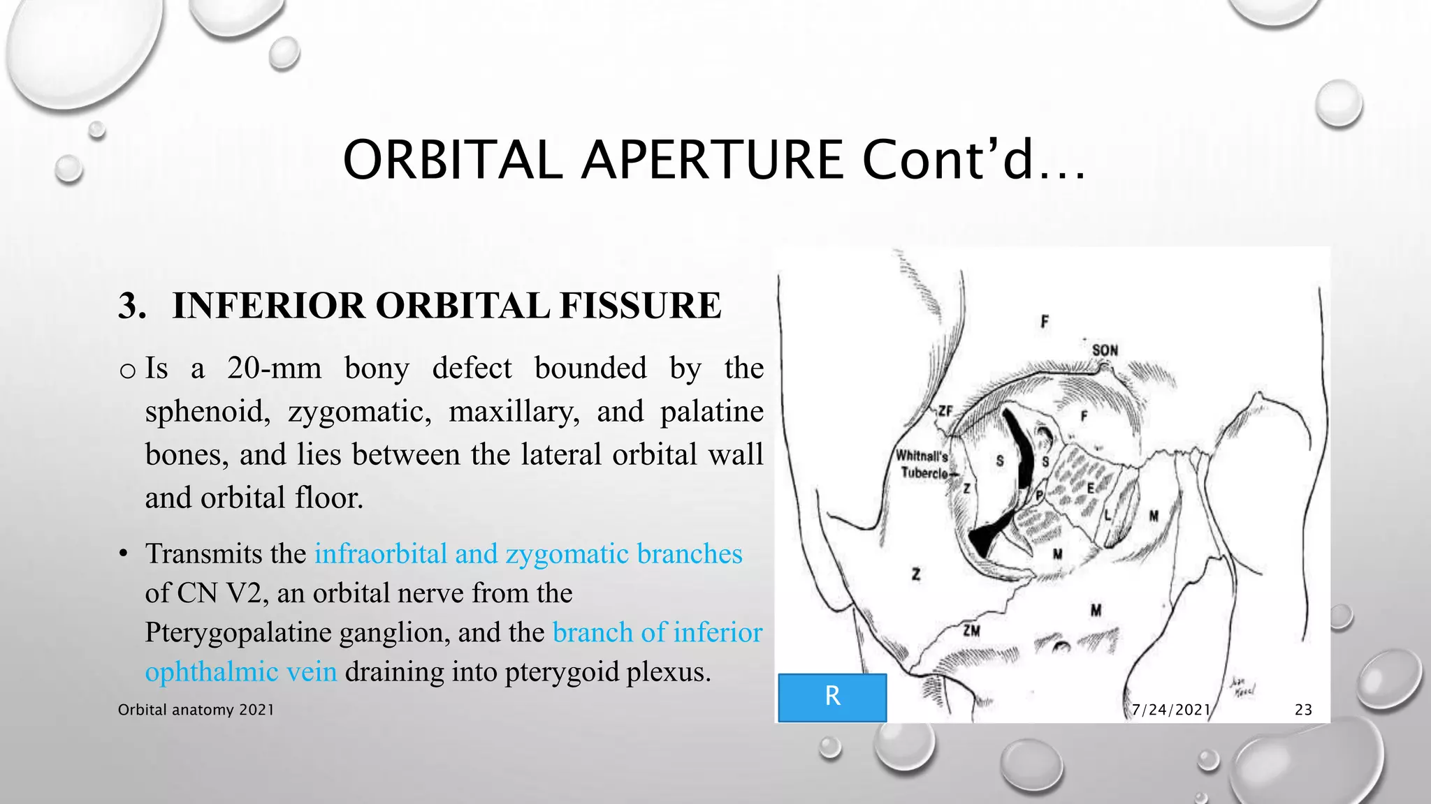 1 orbital anatomy | PPTX