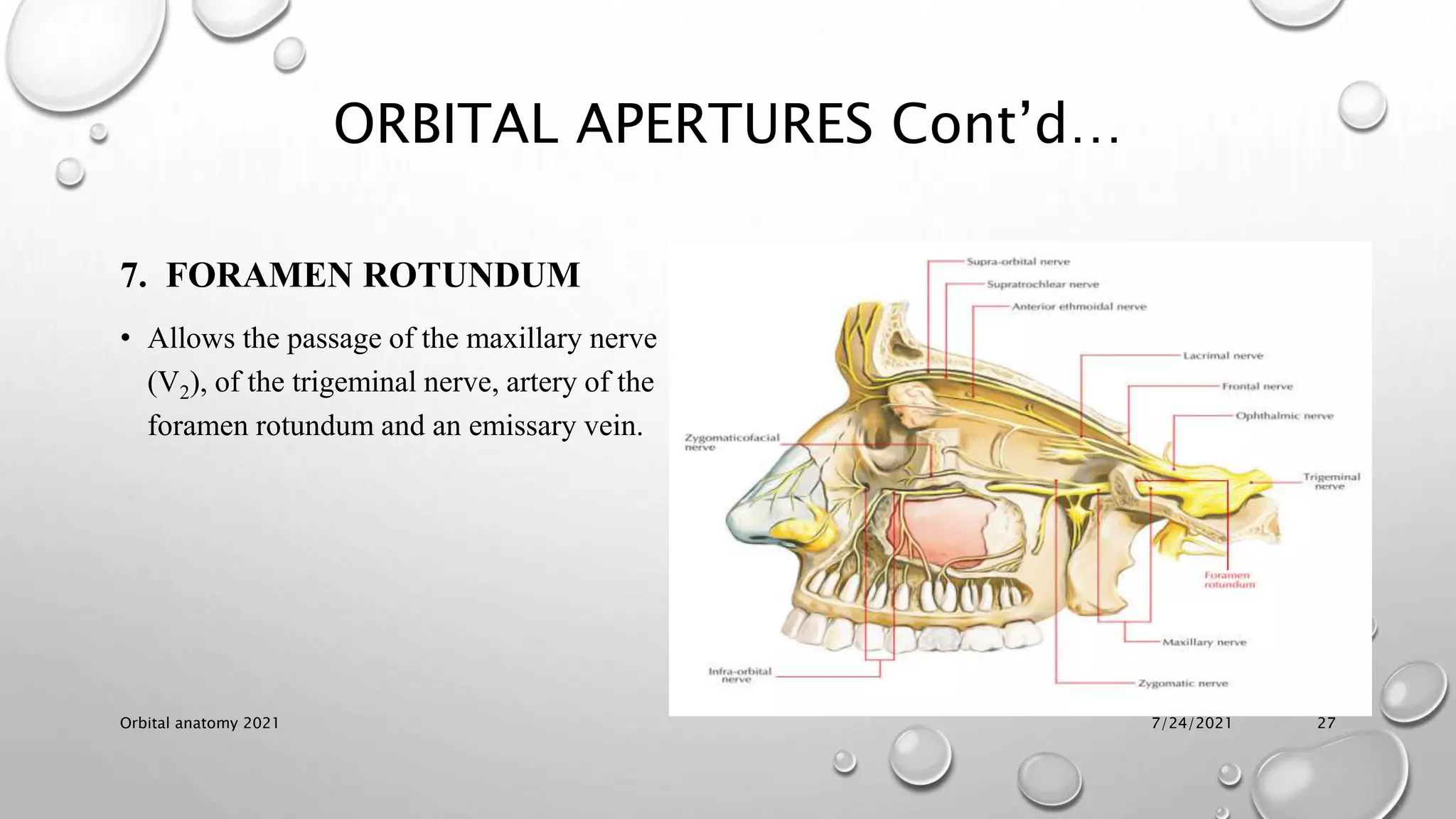 1 orbital anatomy | PPTX