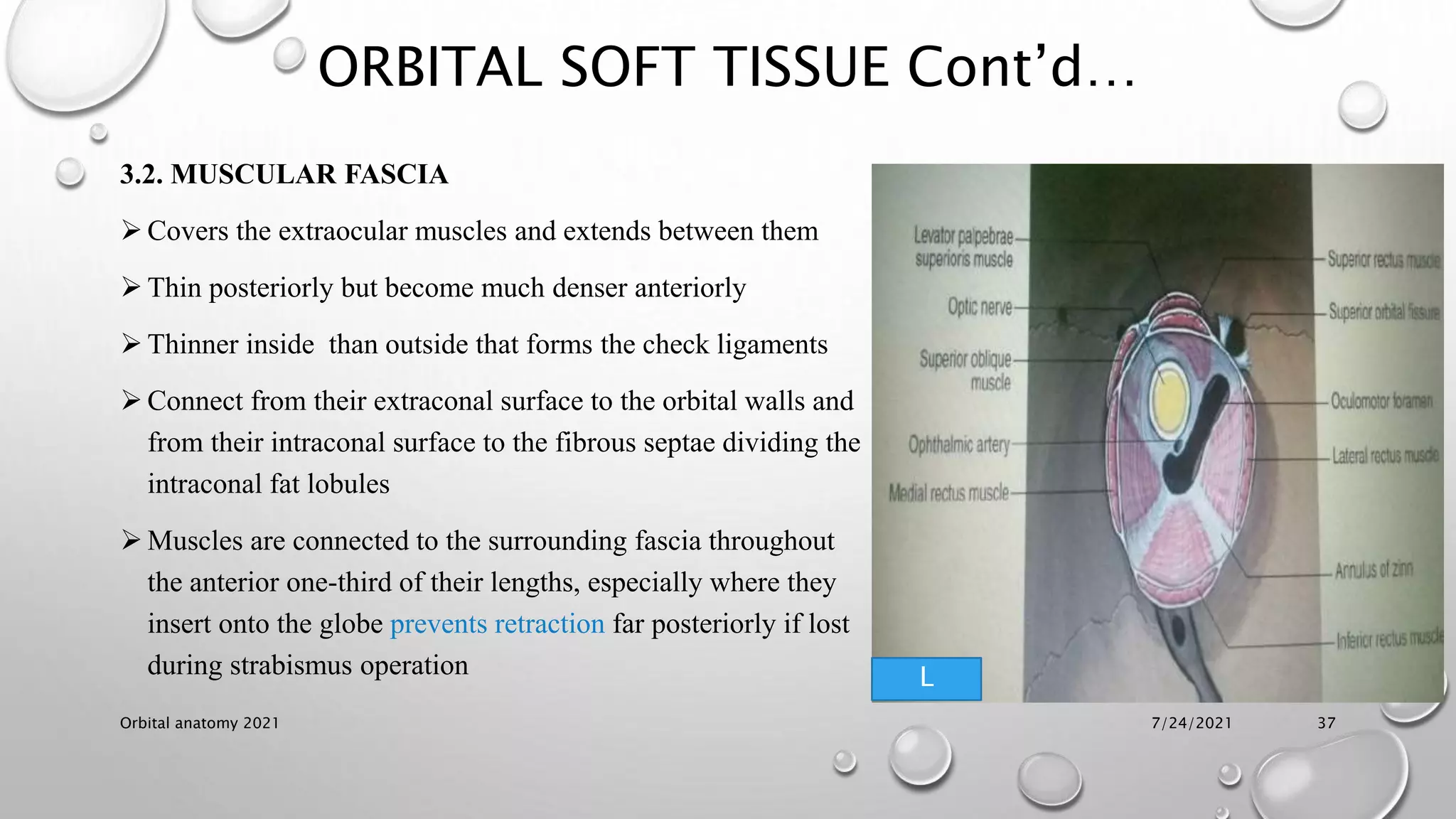 1 orbital anatomy | PPTX