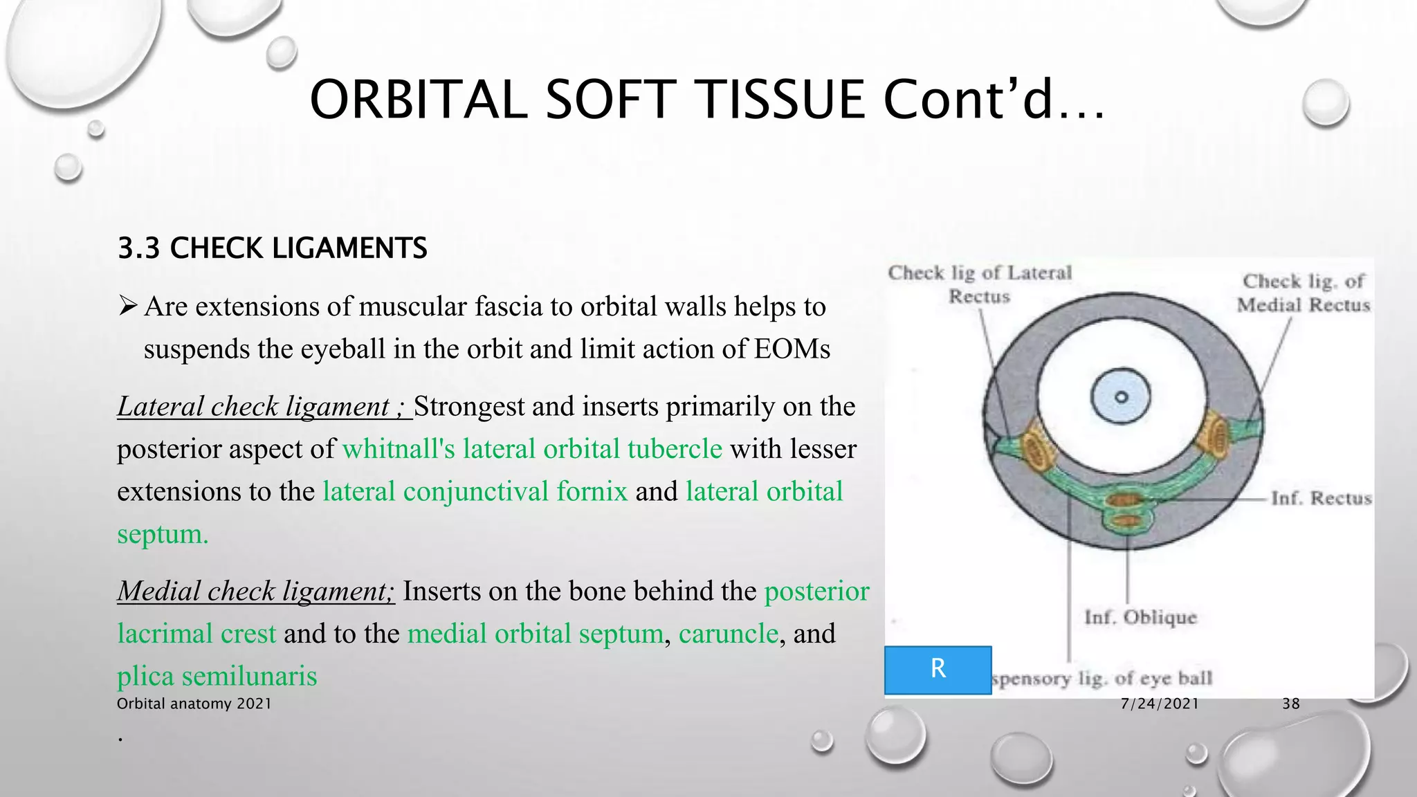 1 orbital anatomy | PPTX