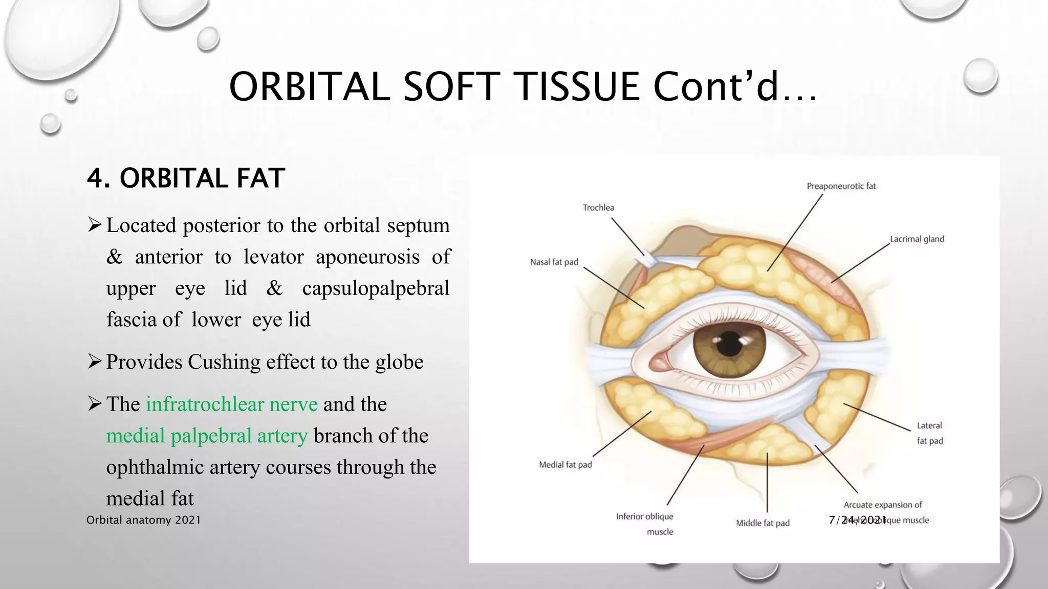 1 orbital anatomy | PPTX