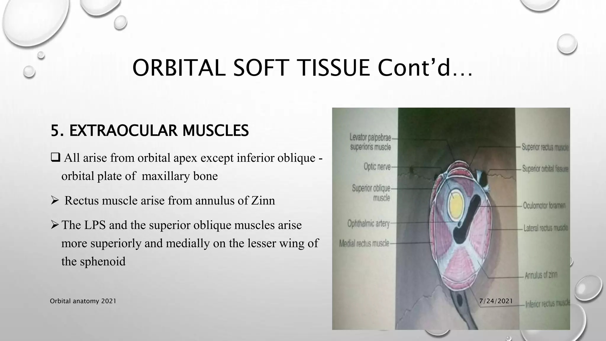 1 orbital anatomy | PPTX