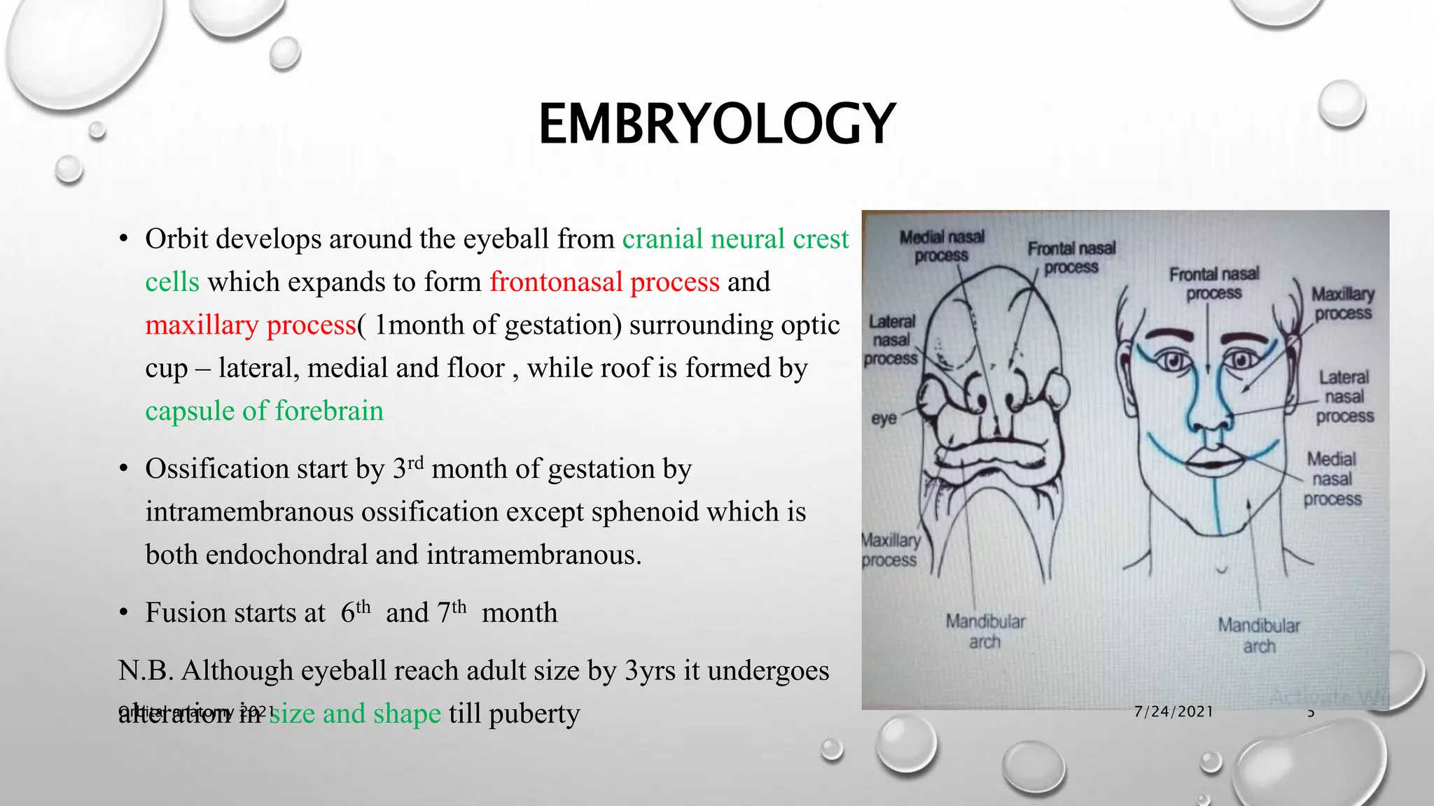1 orbital anatomy | PPTX