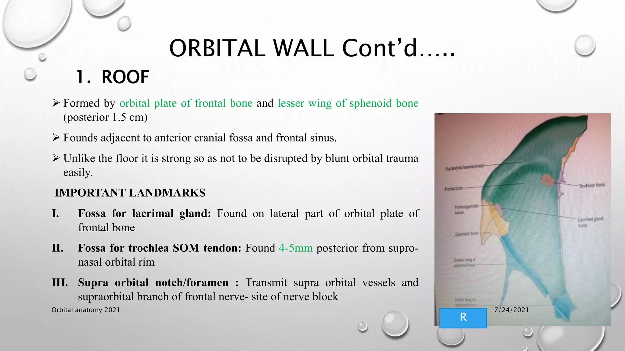 1 orbital anatomy | PPTX