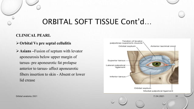 1 orbital anatomy | PPT