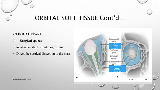 1 orbital anatomy | PPT