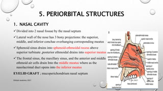 1 orbital anatomy | PPTX