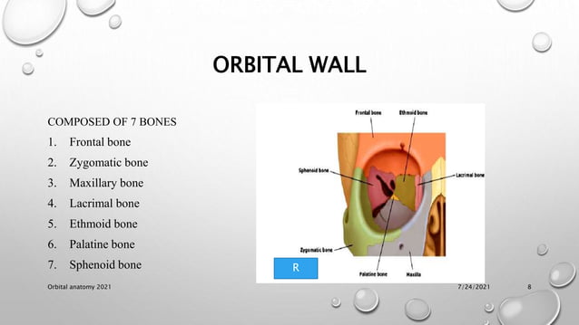 1 orbital anatomy | PPT