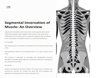 Segmental innervation of muscles by T.Nikitha | PPT