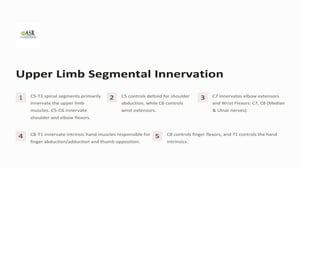 Segmental innervation of muscles by T.Nikitha | PPT
