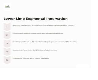 Segmental innervation of muscles by T.Nikitha | PPT