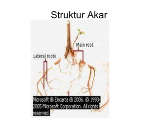 1 Organ pada tumbuhan.ppt