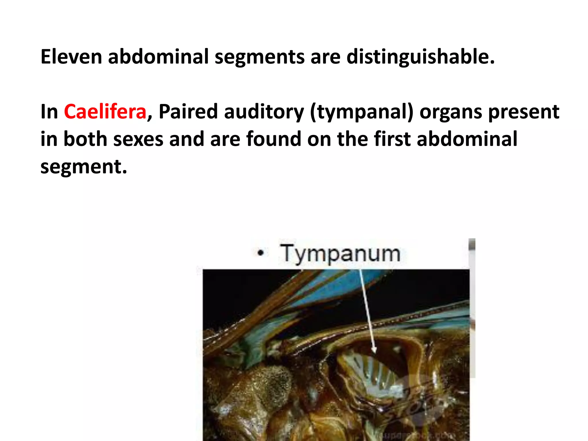 1 Orthoptera.pdf