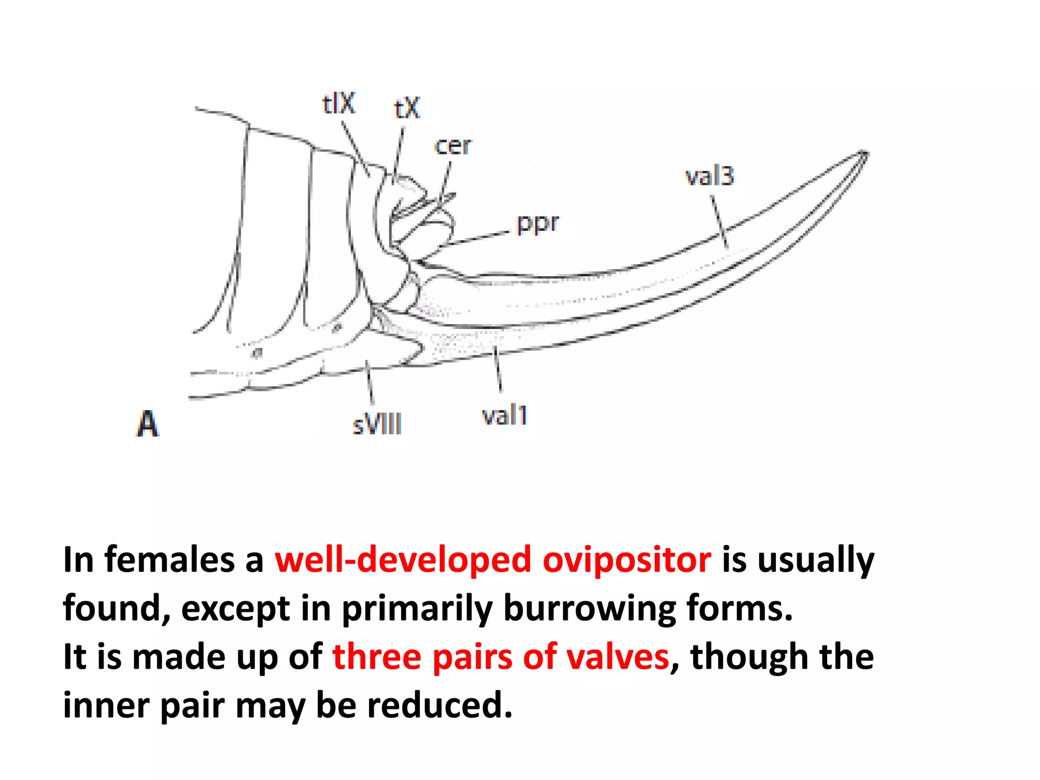1 Orthoptera.pdf