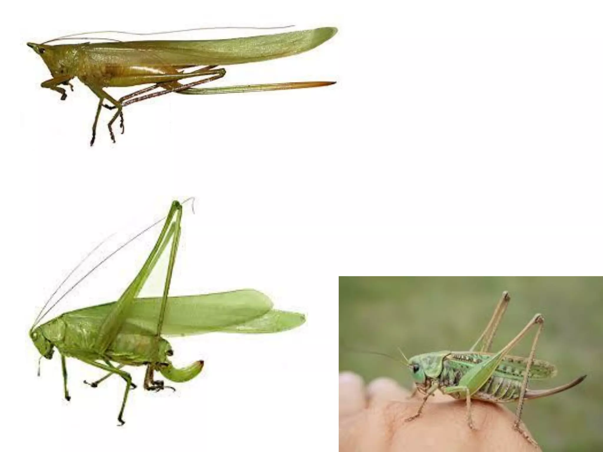 1 Orthoptera.pdf