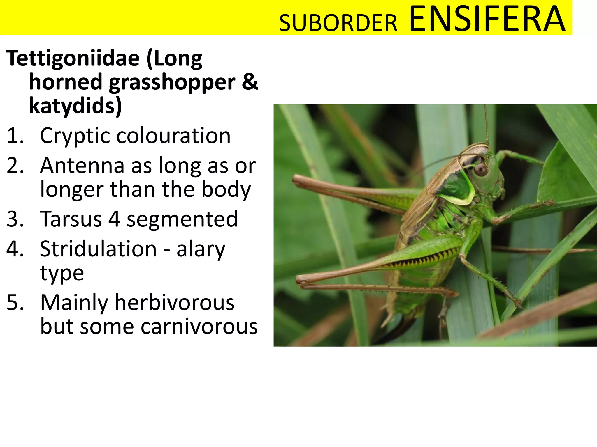 1 Orthoptera.pdf