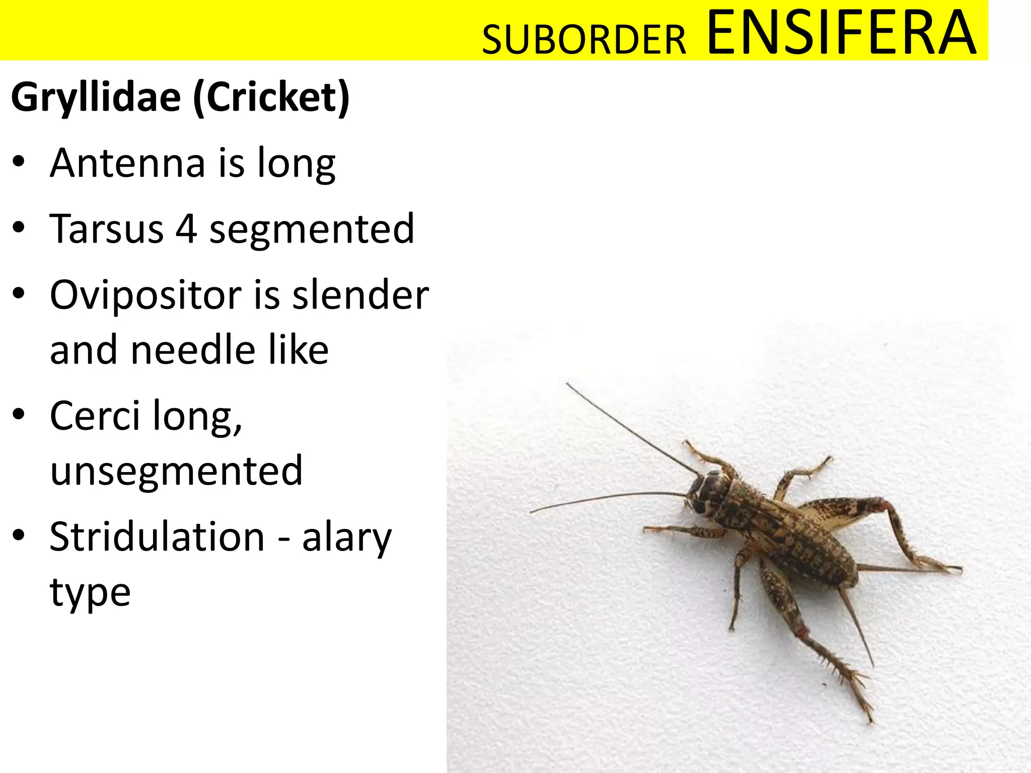 1 Orthoptera.pdf