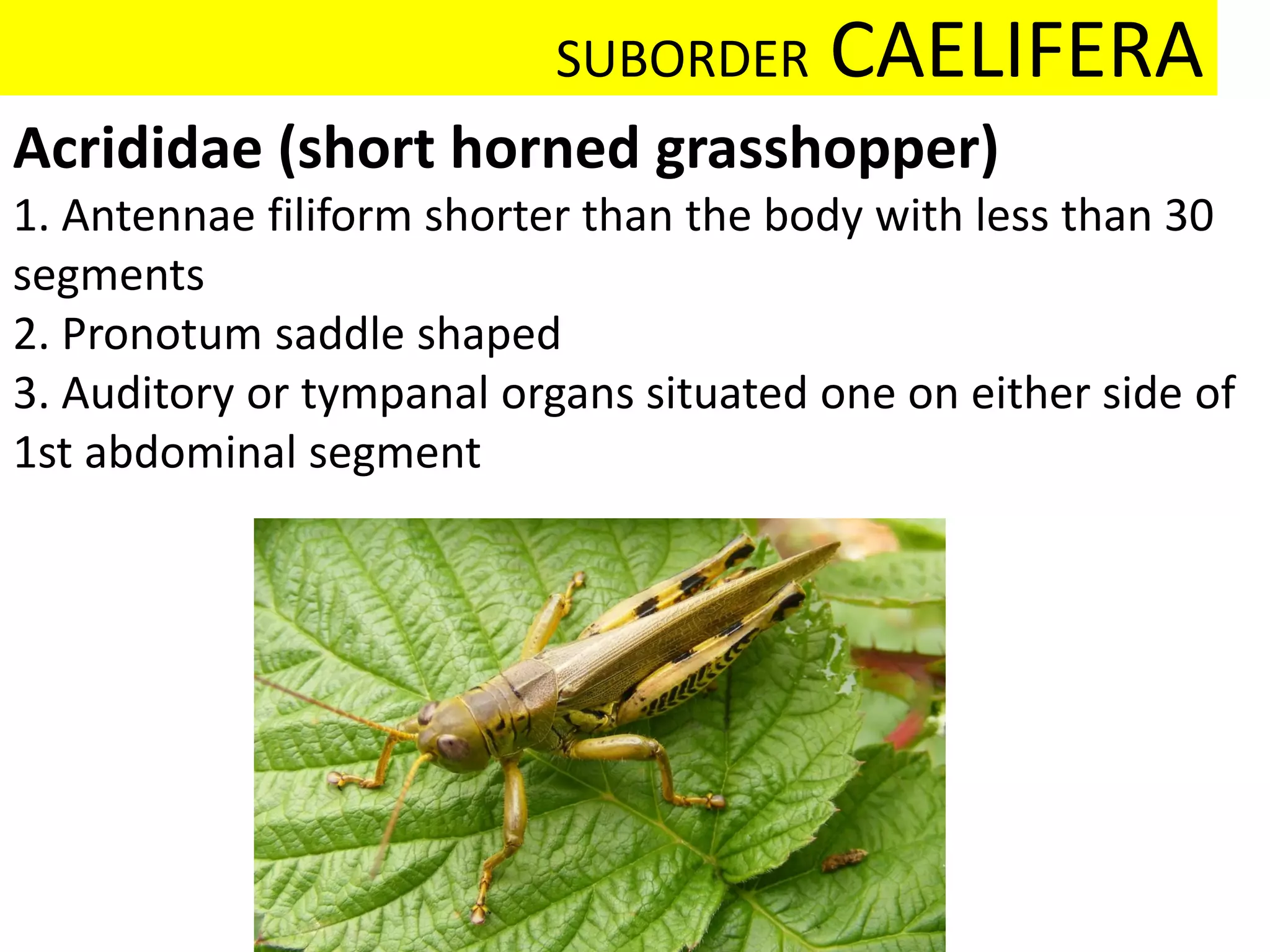 1 Orthoptera.pdf