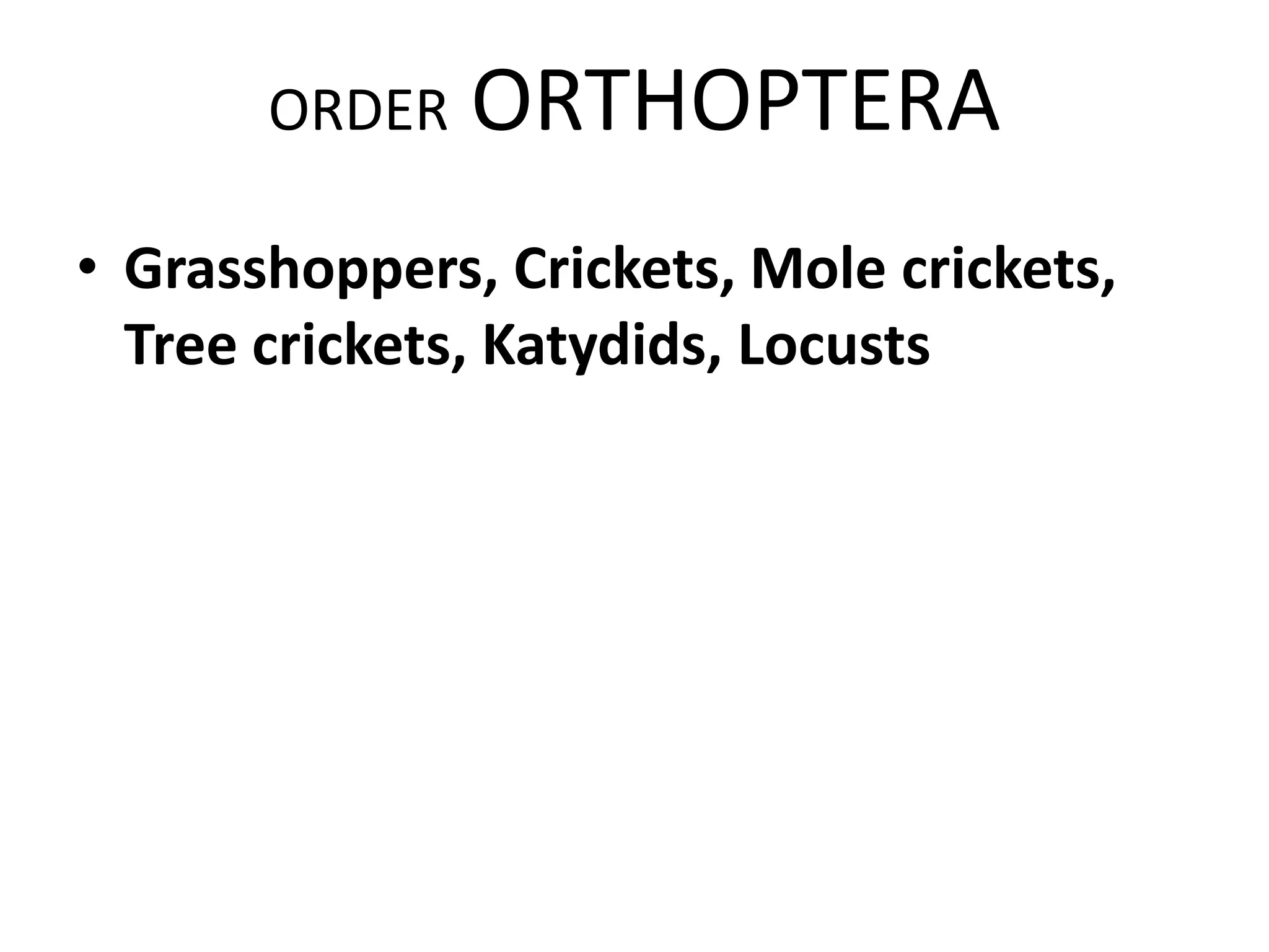 1 Orthoptera.pdf