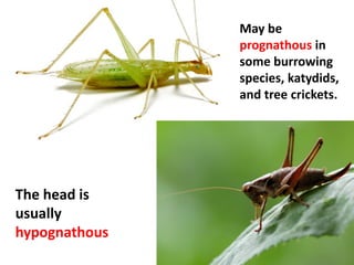 1 Orthoptera.pdf